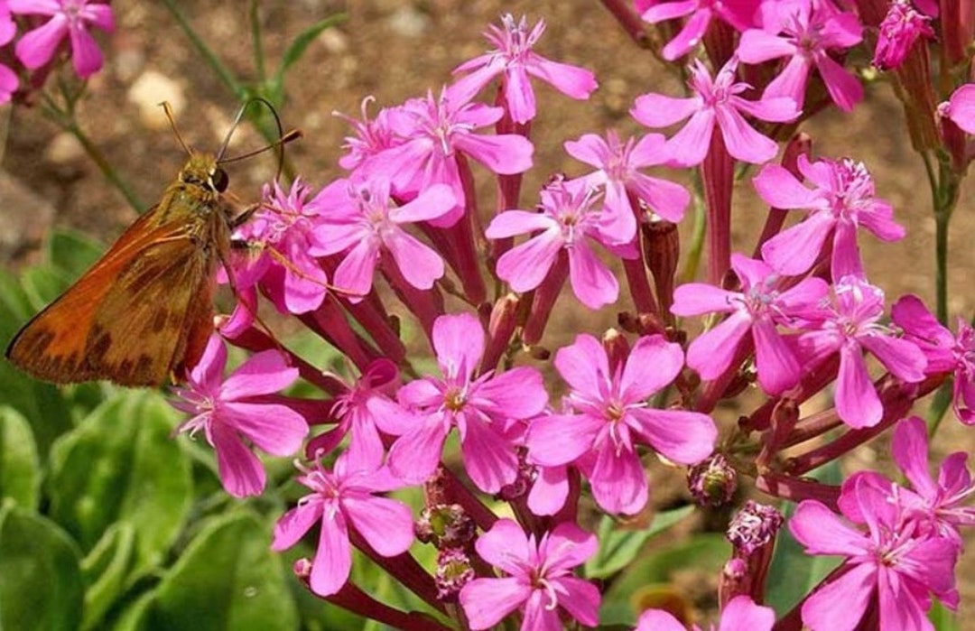 Silene Armeria 1000+ Seeds, Garden Catchfly Flowers, None so Pretty - Etsy