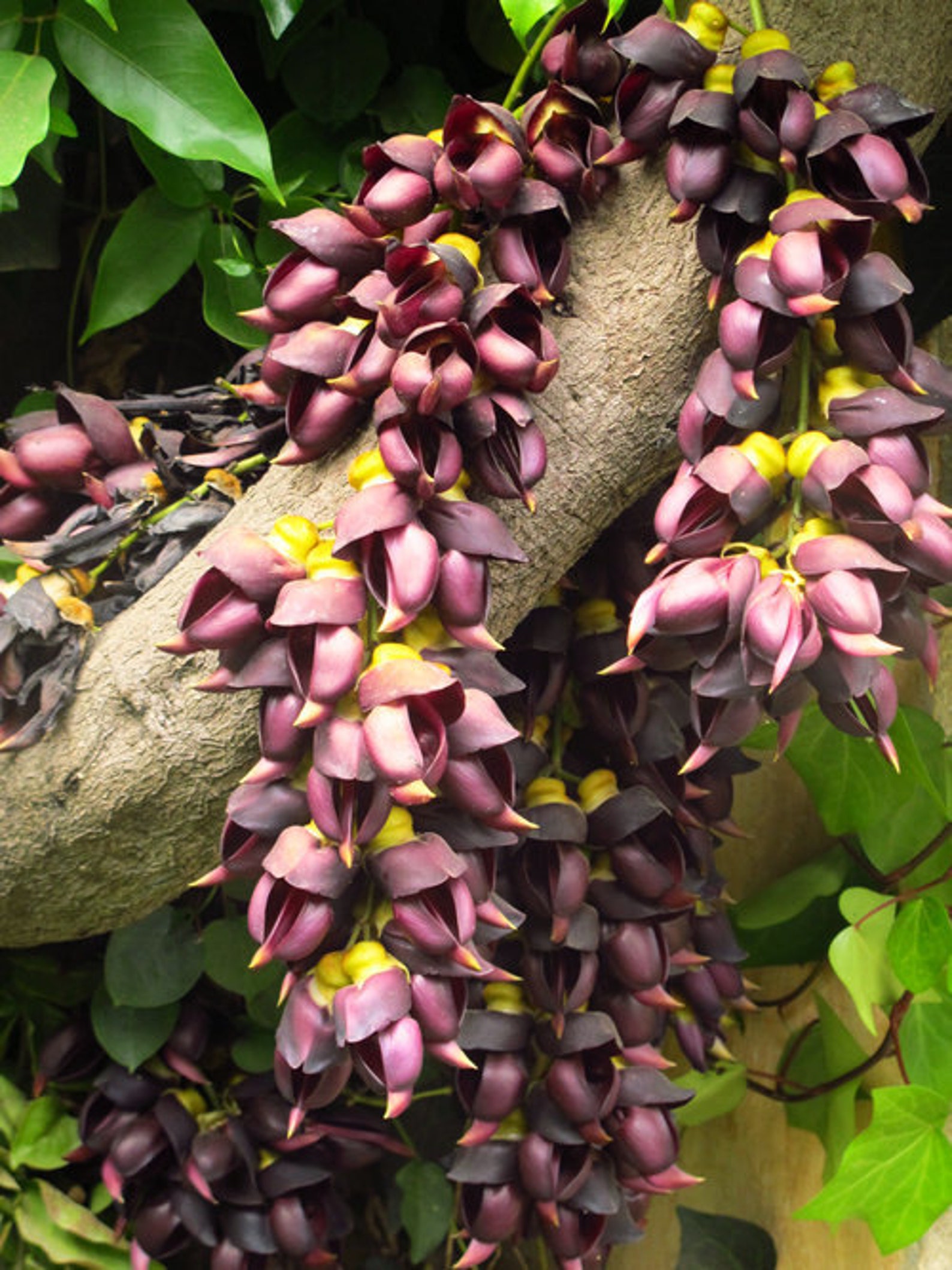 Mucuna Sempervirens Rare Vine Seed, Ornamental Creeper Sea Bean ...