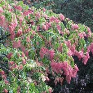 Terminalia Myriocarpa Tree 20 Seeds, East Indian Almond, Garden Hollock ...