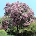 Calodendrum Capense 4 Seeds, African Cape Chestnut Fragrant Landscaping ...