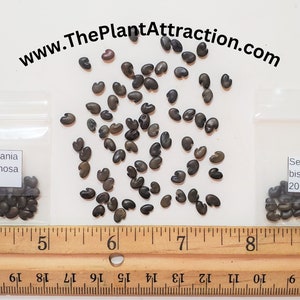 Sesbania Bispinosa 20 Seeds Edible Multi-purpose Shrub Prickly Seban ...