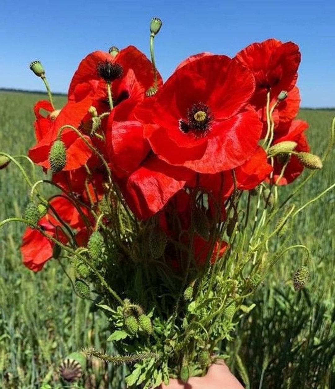 Papaver Rhoeas 1000+ Seeds, Red Corn Poppy Garden Flowers, Flanders ...