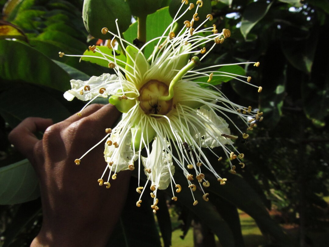 Duabanga Grandiflora Edible Shade Tree, 100+ Seeds, Rare Tropical Large ...