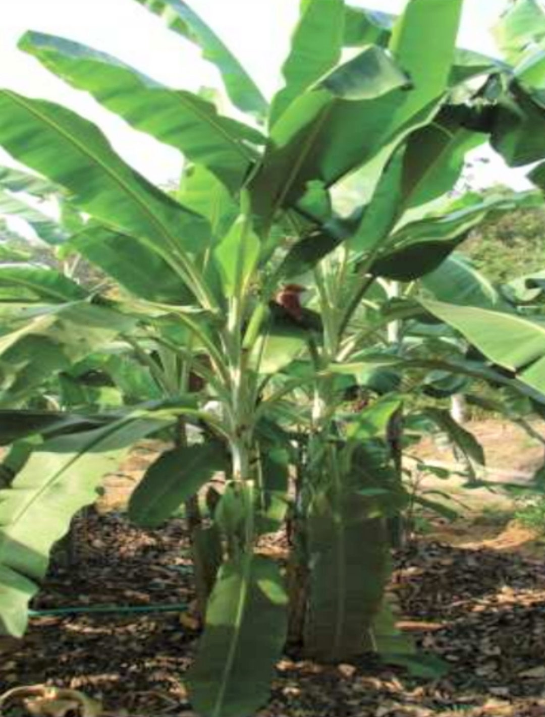 Musa Flaviflora 5 Seeds, Wild Northeastern Indian Banana Fruit Garden ...