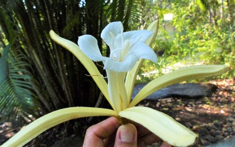 Pterospermum Acerifolium 6 Seeds, Bayur Shade Dinner Plate Tree ...