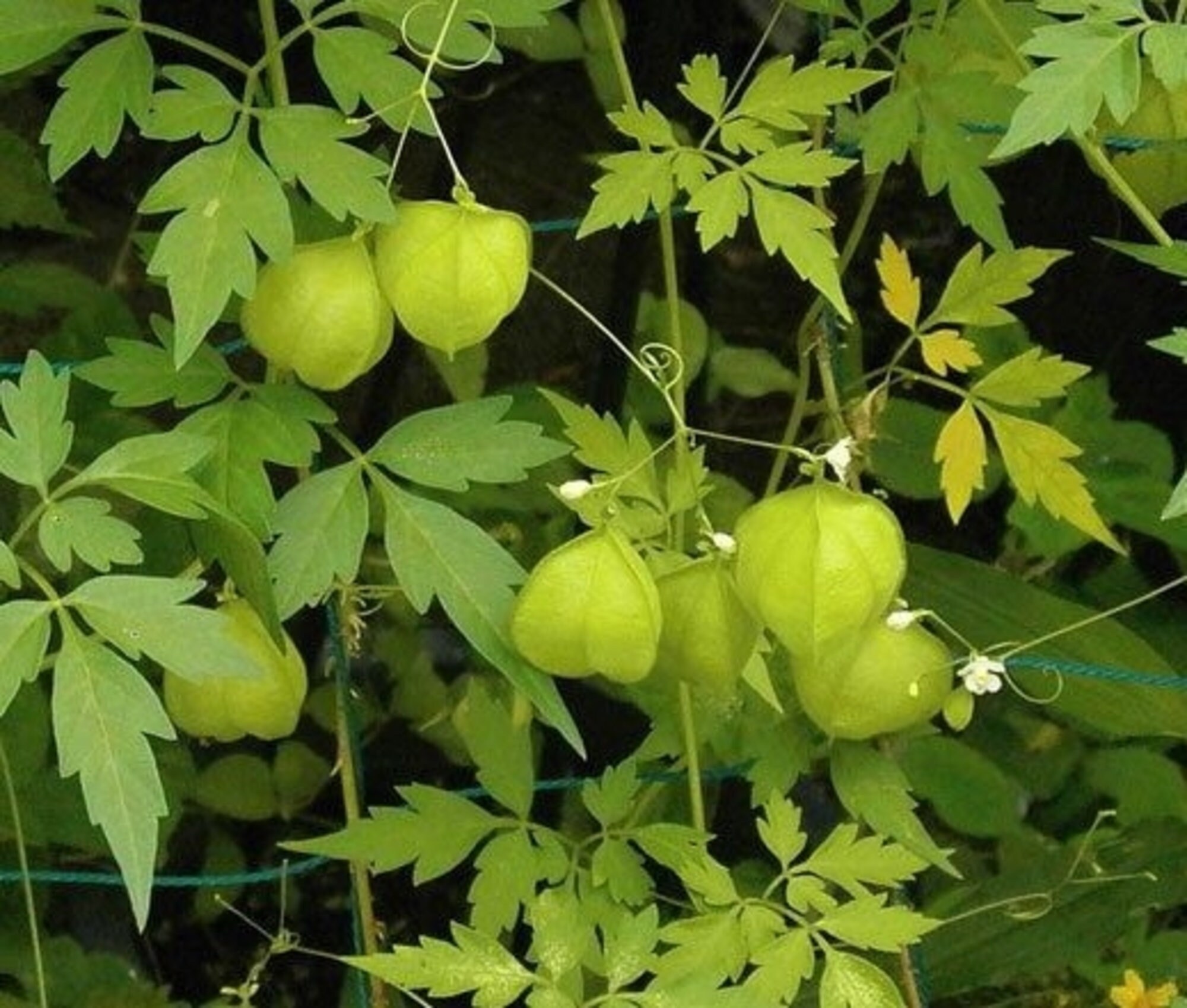 Cardiospermum Halicacabum 15 Seeds, Balloon Vine Love in A Puff - Etsy