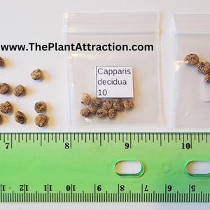 Capparis Decidua 10 Seeds, Karira Edible Bare Caper Vining Shrub Small ...