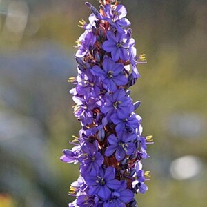 Aristea Capitata 10 Seeds, A. Major or Blue Sceptre Perennial Garden ...