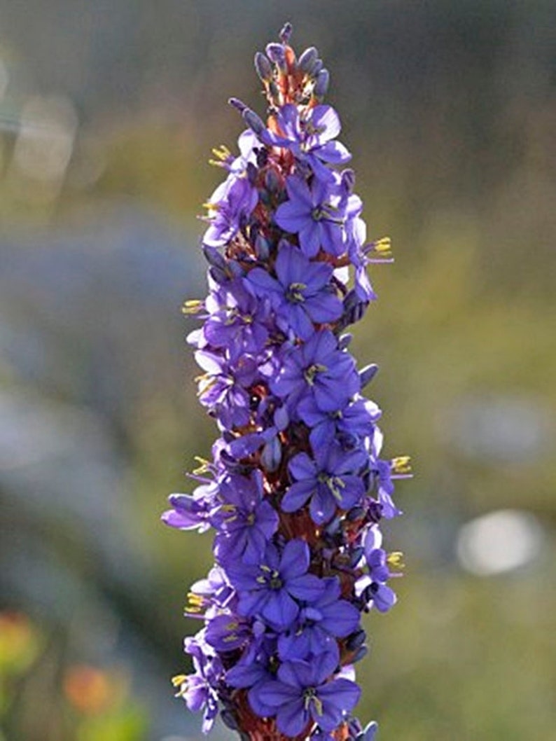 Aristea Capitata 10 Seeds A. Major or Blue Sceptre Perennial | Etsy