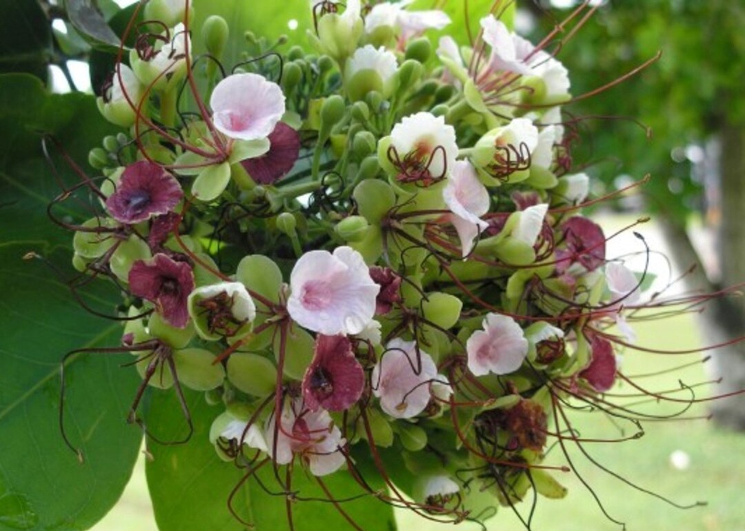 Intsia Bijuga Tree 1 Large Seed Fragrant Flowering Moluccan Ironwood ...