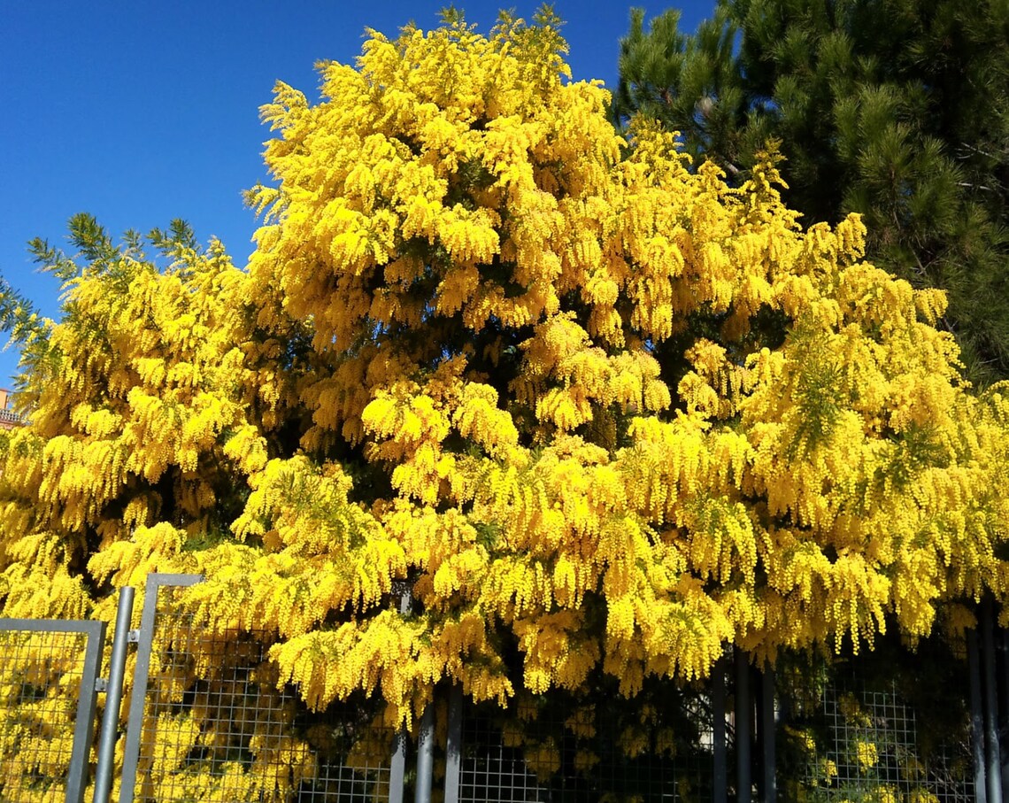 Acacia Dealbata Evergreen Tree or Shrub 20 Seeds Fragrant - Etsy