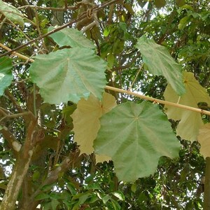 Pterospermum Acerifolium 6 Seeds, Bayur Shade Dinner Plate Tree ...