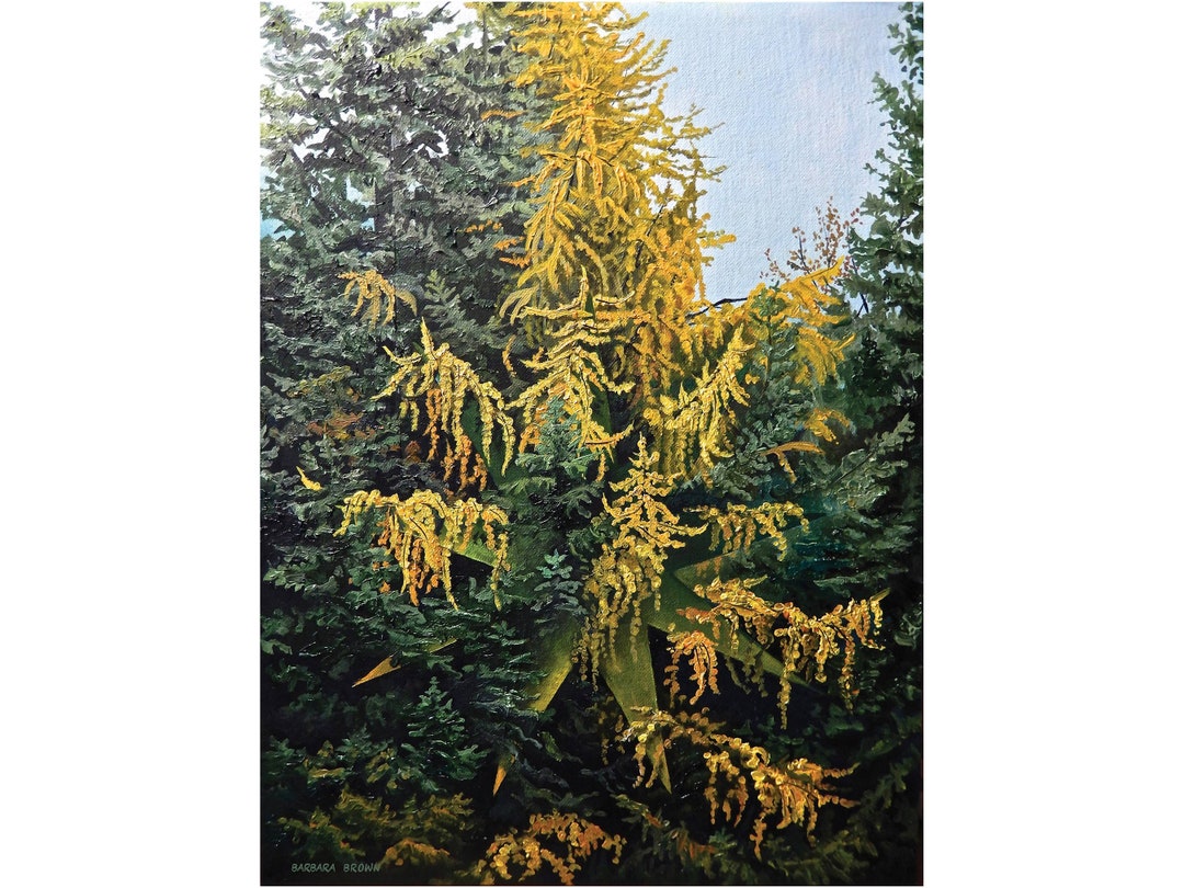 Larch Starburst | Print of Original Oil Painting | Archival Quality ...
