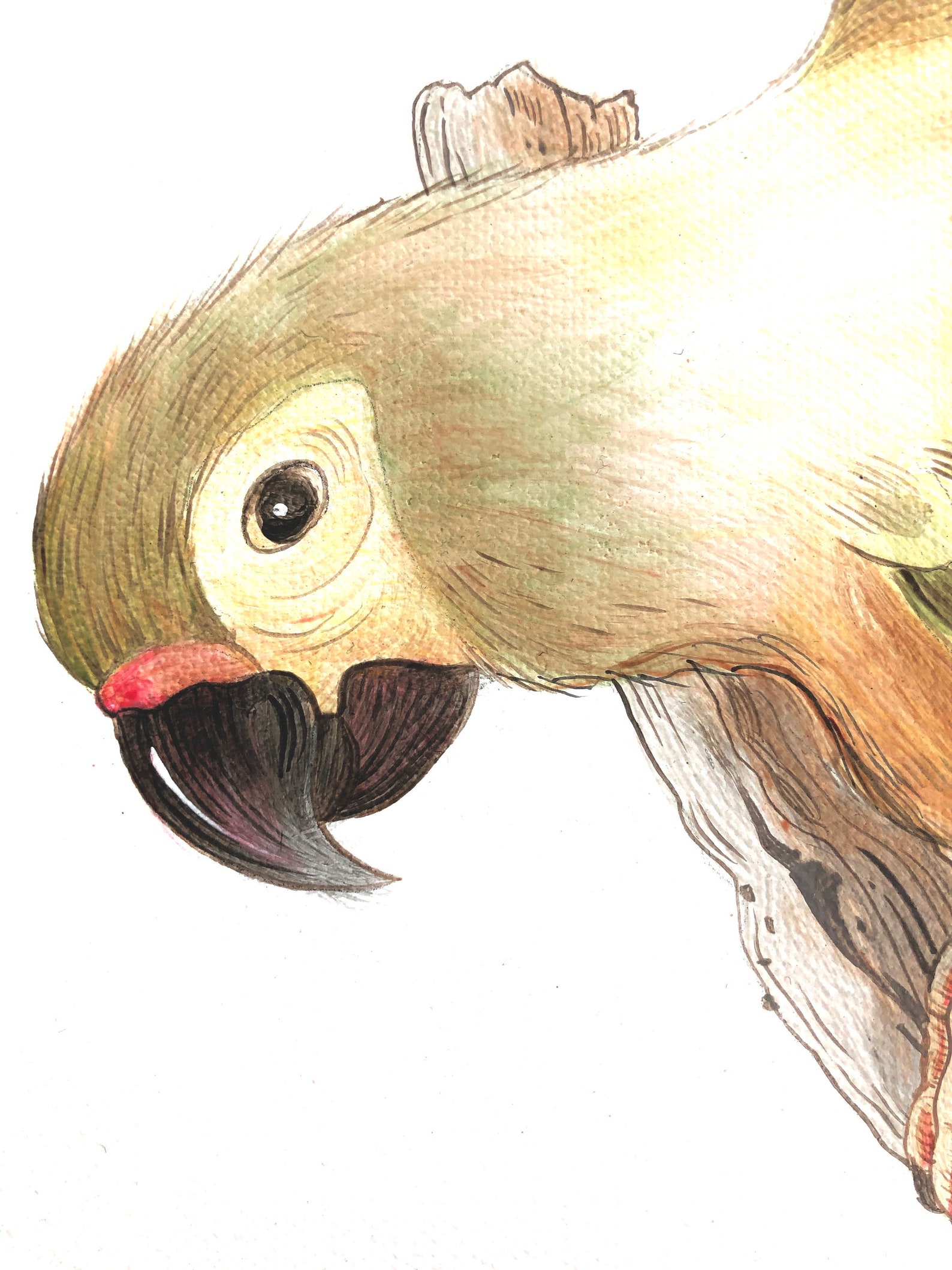 Bird of Passage Parrot Art Chinoiserie Painting by Allison | Etsy