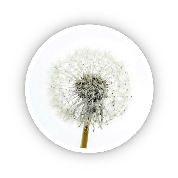 Dandelion Stickers - Etsy