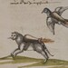 16th Century German Rocket Cat Woodcut Stamp for Wood Block Printing or ...