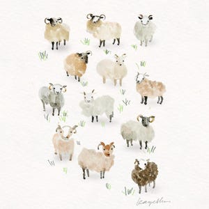 Watercolor Shetland Sheep Print: Scottish Farmhouse Wall Art - Etsy