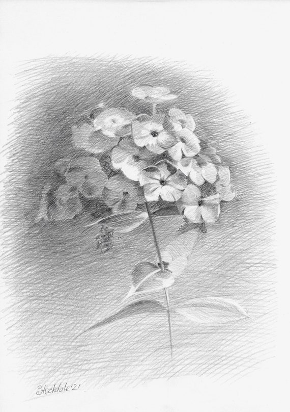 Pencil Drawing Pictures Of Flowers