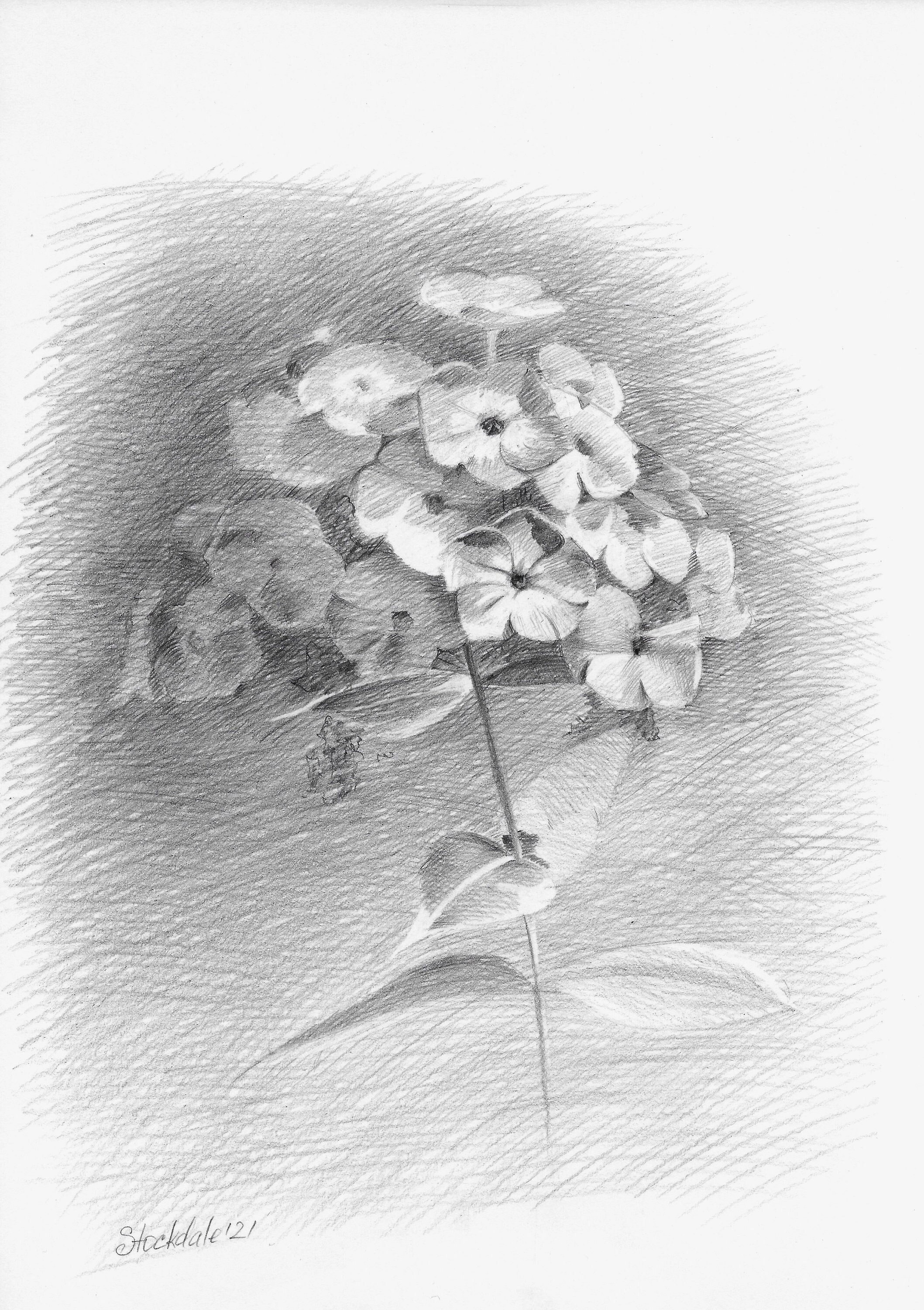 Still Life Drawing Of Flowers
