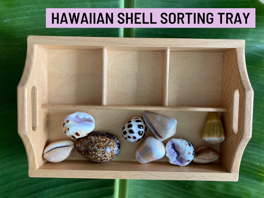 Montessori Hawaiian Shell Sorting Tray - Etsy