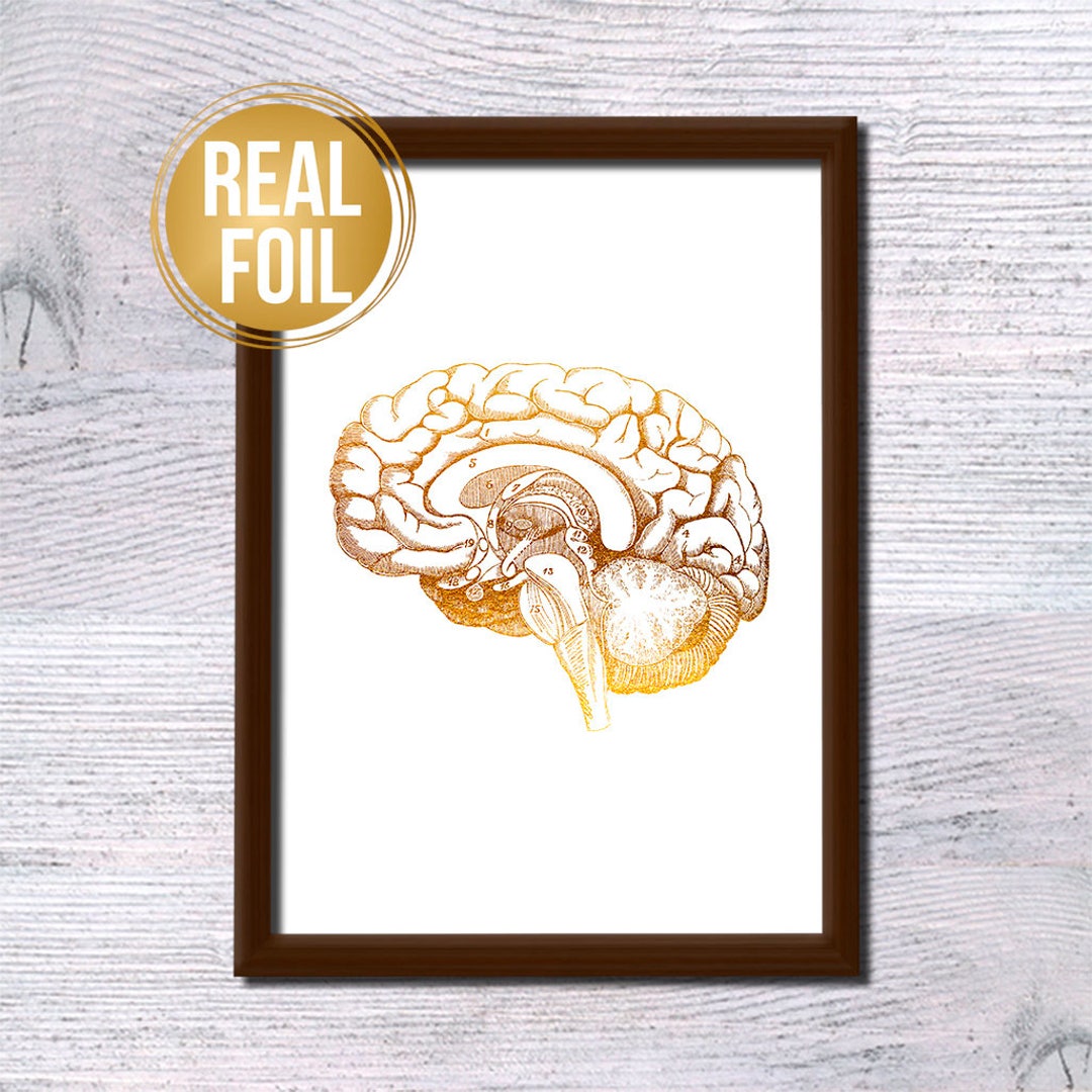 Human Brain Poster Gold Foil Human Brain Medical Print Anatomy Poster ...