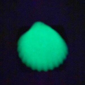 Sea Shell in 3D Version - Chrome With WHITE ( GLOW in the Dark ) - 2 ...