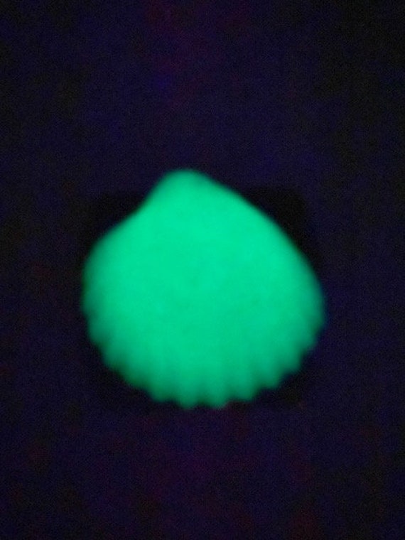 Sea Shell in 3D Version Chrome With WHITE GLOW in the Dark | Etsy