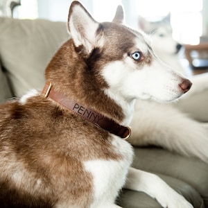 Personalized Distressed Leather and Kevlar Dog Collars - Etsy