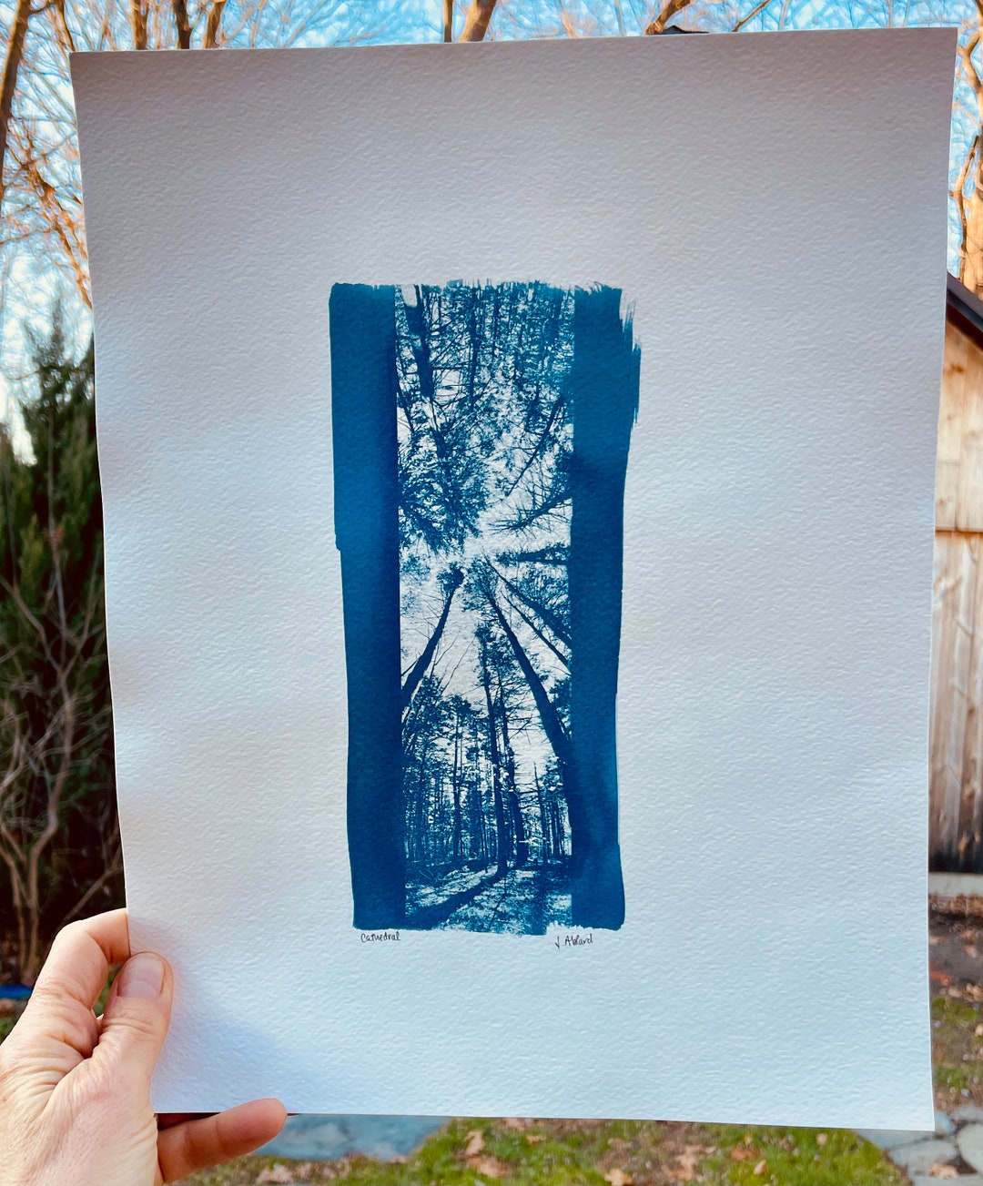 Cyanotype Photograph of Trees "cathedral" - Etsy