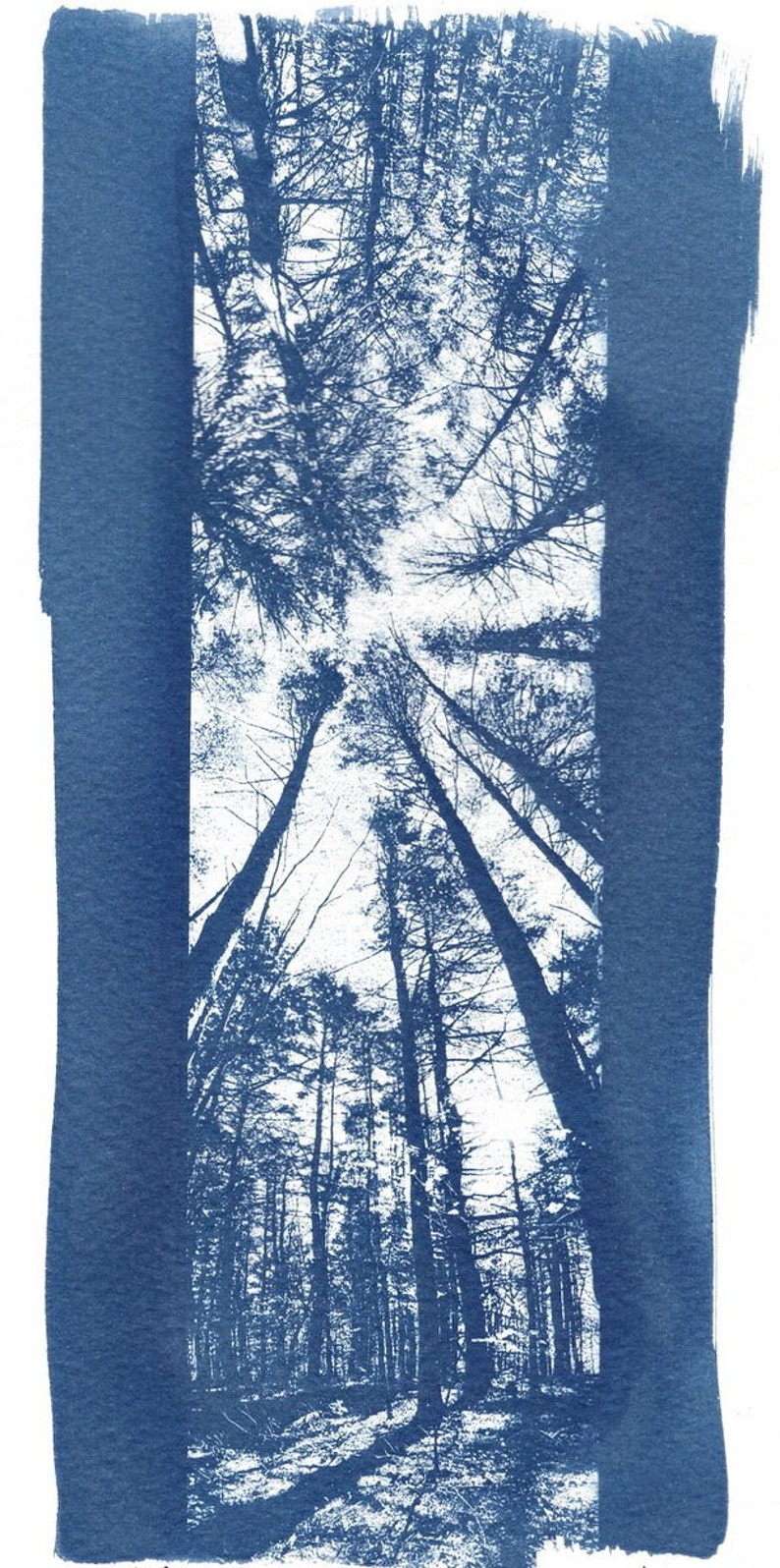 Cyanotype Photograph of Trees "cathedral" - Etsy