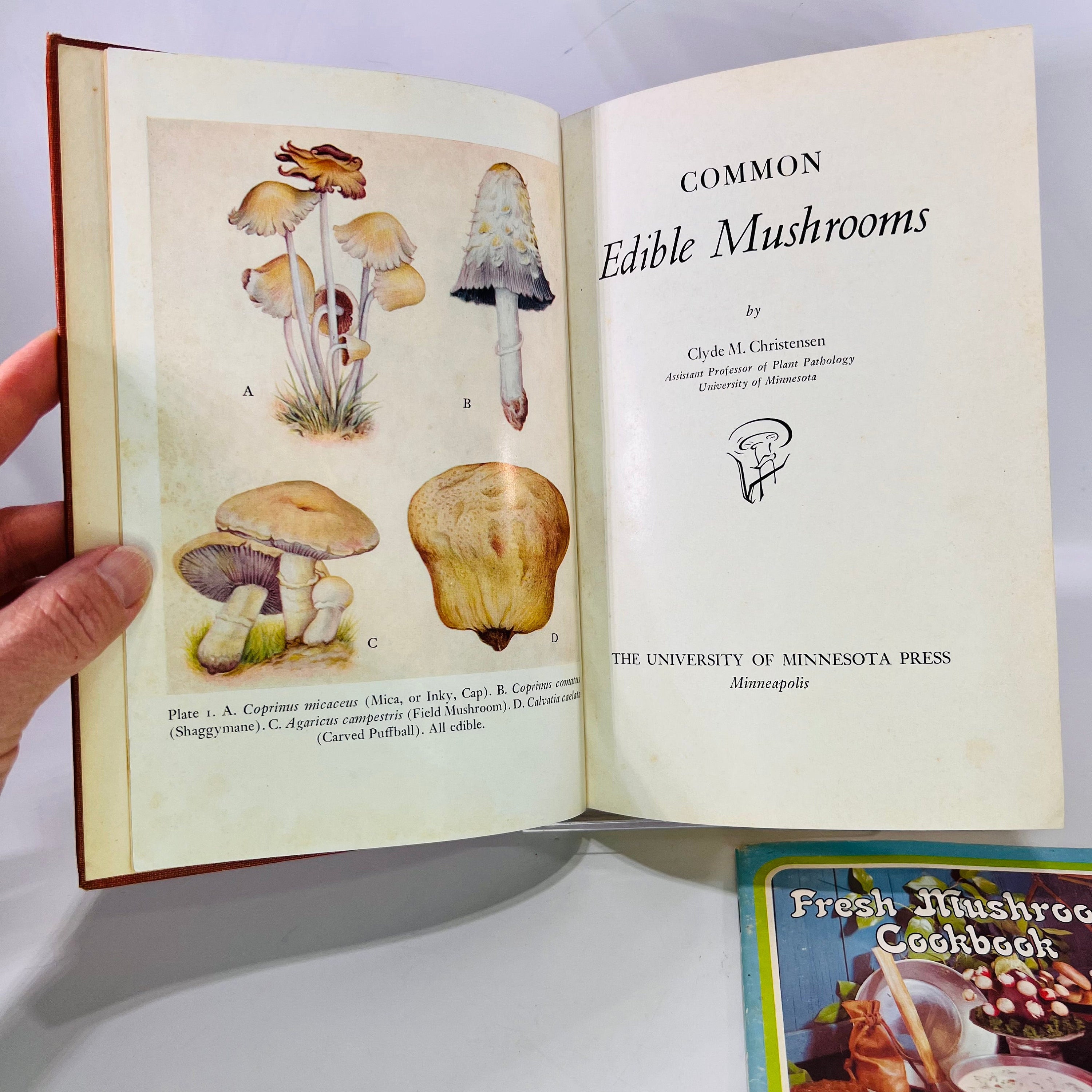 Common Edible Mushrooms