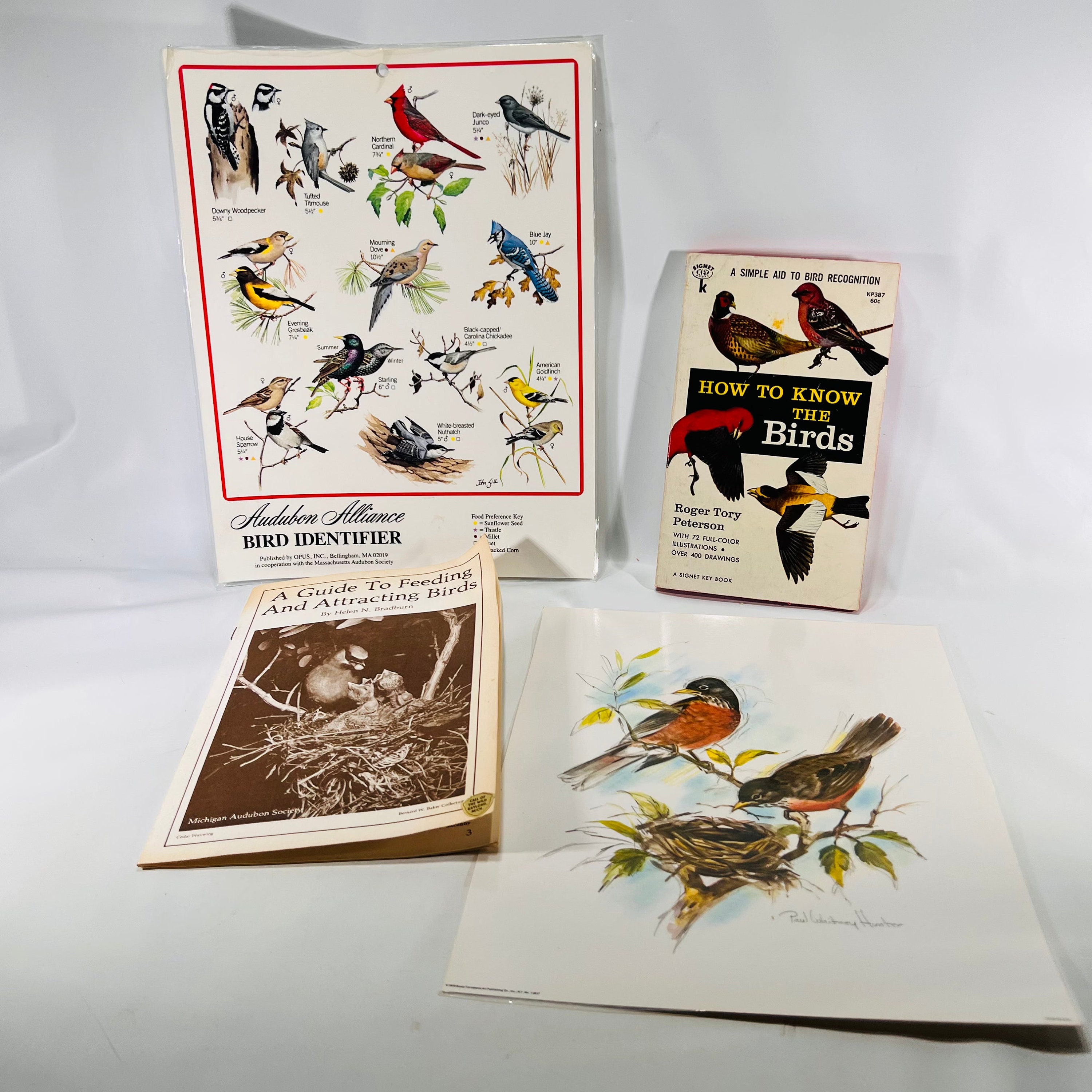Massachusetts Birds Identifier