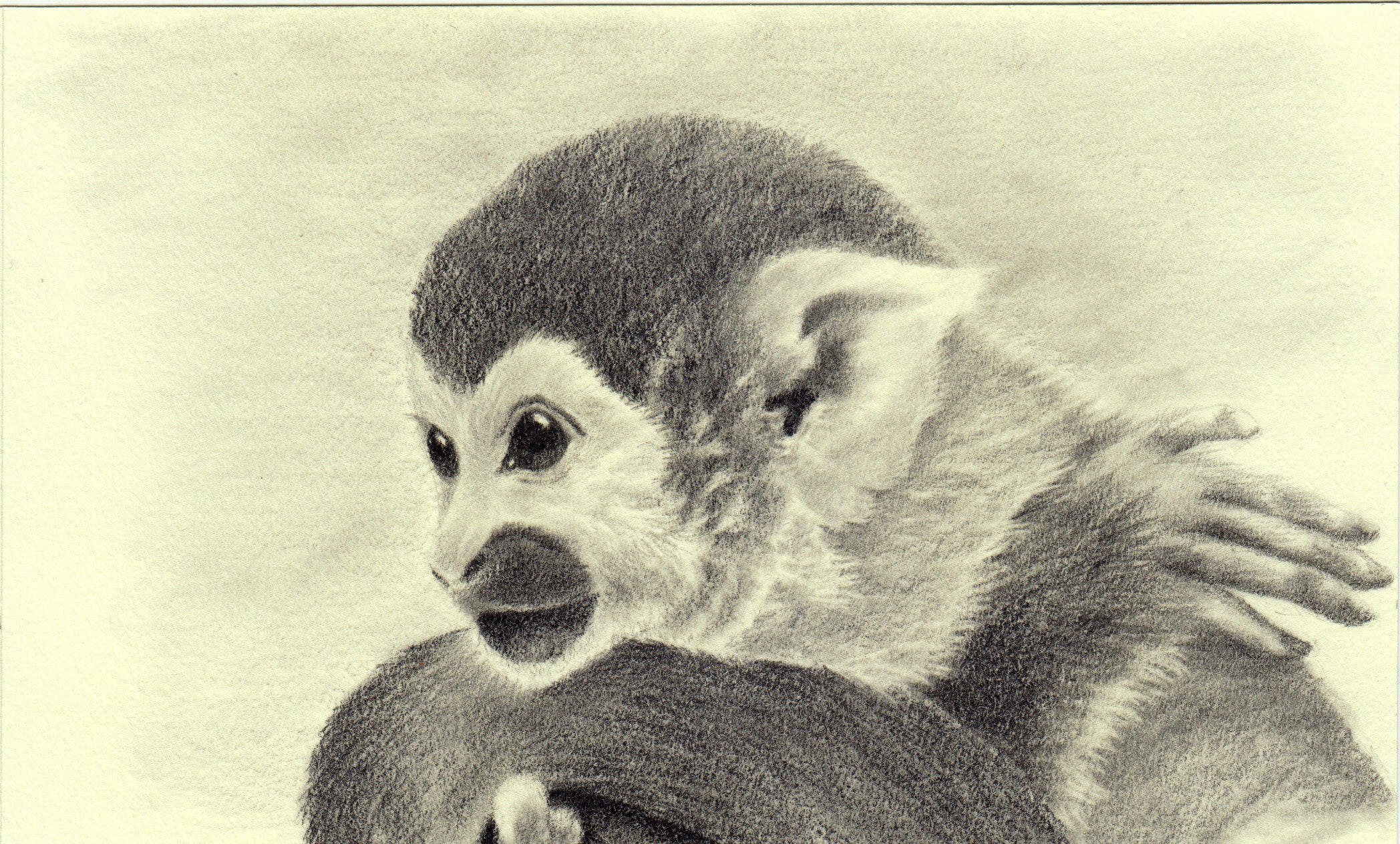 Pencil Drawings Of Monkeys