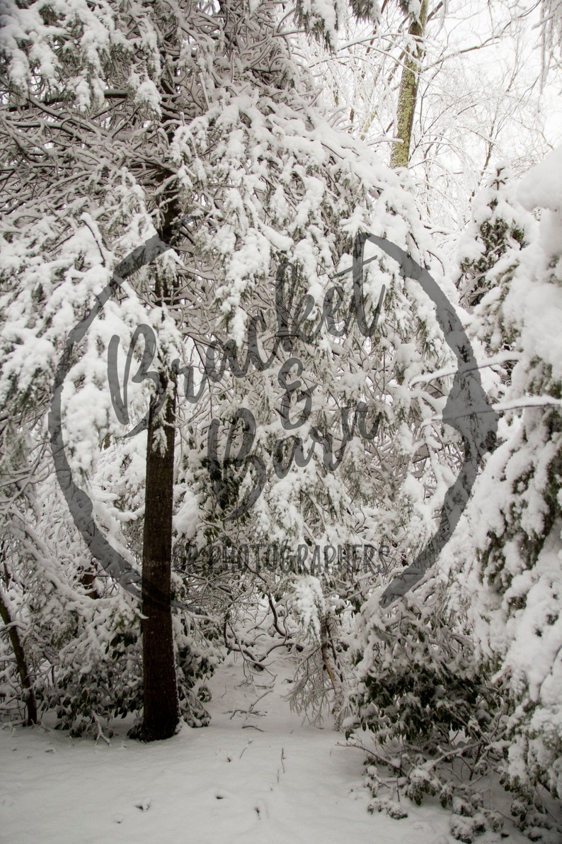 Winter Wonderland Digital Background for Photographers - Etsy