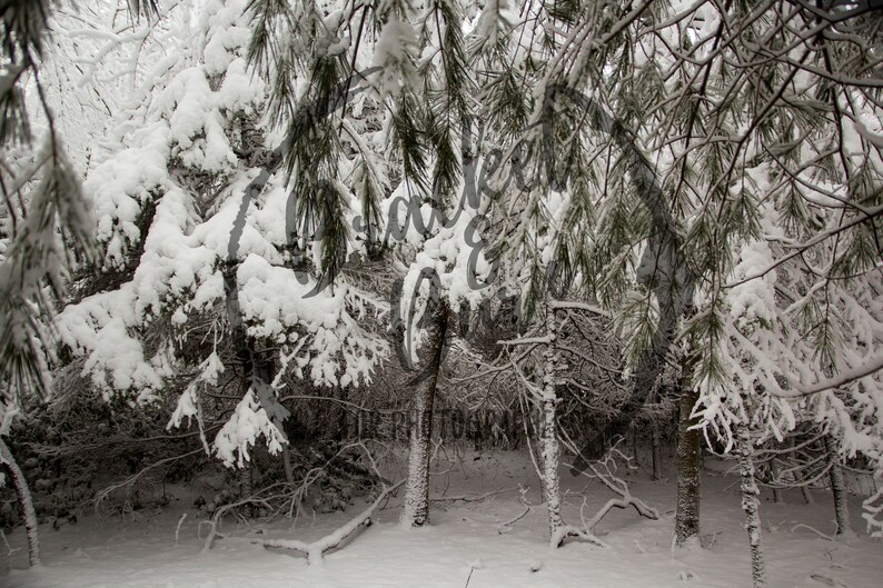 Winter Wonderland Digital Background for Photographers - Etsy