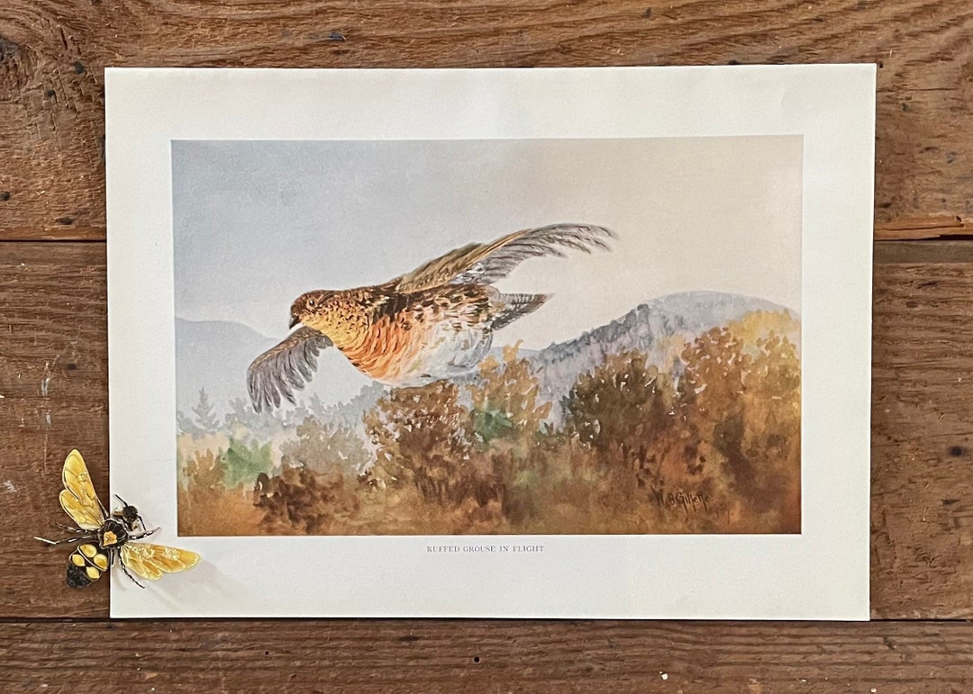 1910 Ruffed Grouse in Flight! Framable Antique Print! Original Game ...