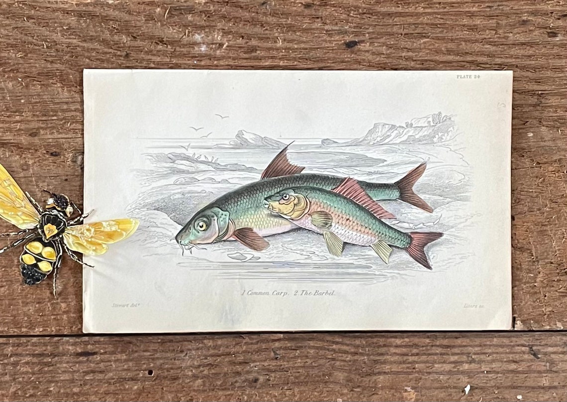 1843 Common Carp & the Barbel Fish Original Antique Hand - Etsy