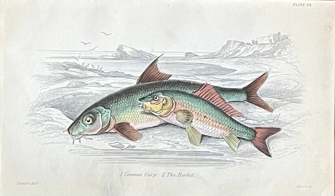 1843 Common Carp & the Barbel Fish Original Antique Hand - Etsy