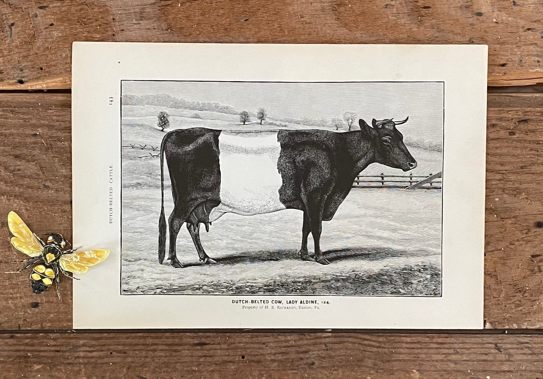 1893 Dutch Belted Cow Print Original Print Engraved Book - Etsy