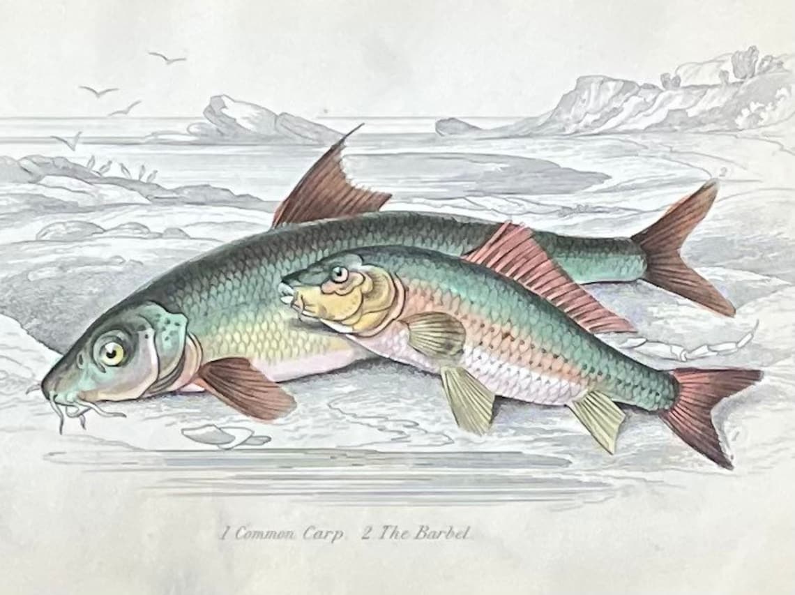 1843 Common Carp & the Barbel Fish Original Antique Hand - Etsy