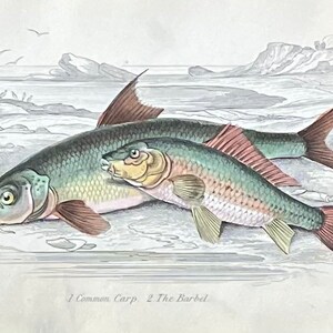 1843 Common Carp & the Barbel Fish Original Antique Hand Colored ...