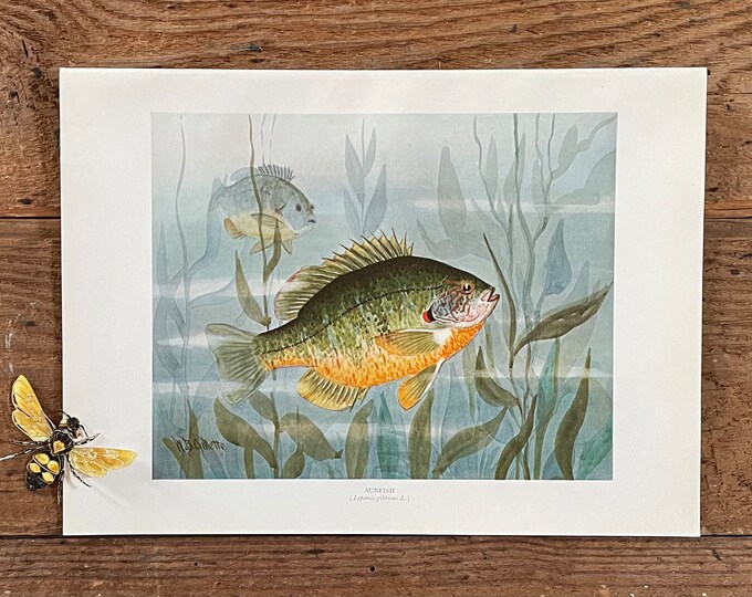 1910 Sunfish Print! Framable Antique Fish Print! Original Offset ...
