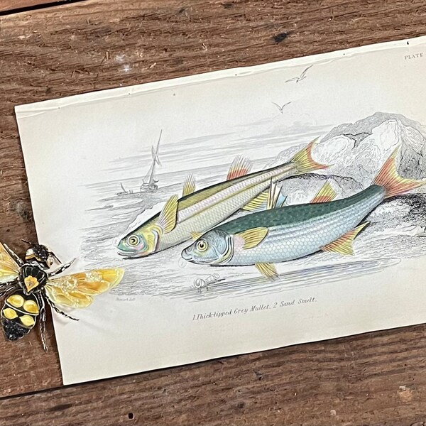 Mullet Art Print - Etsy