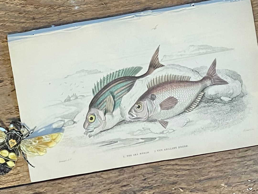 1843 Sea Bream & Axillary Bream Fish Original Antique Hand Colored ...