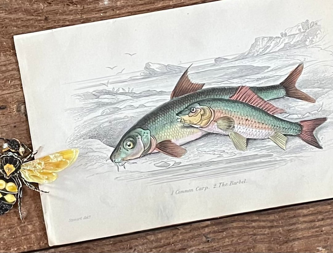 1843 Common Carp & the Barbel Fish Original Antique Hand Colored ...
