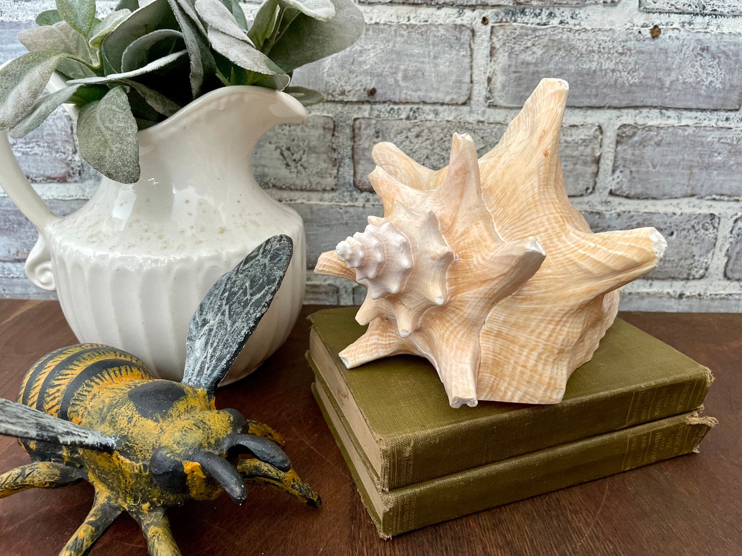 Conch Shell. Coastal Home Decor Scientific Collectible - Etsy