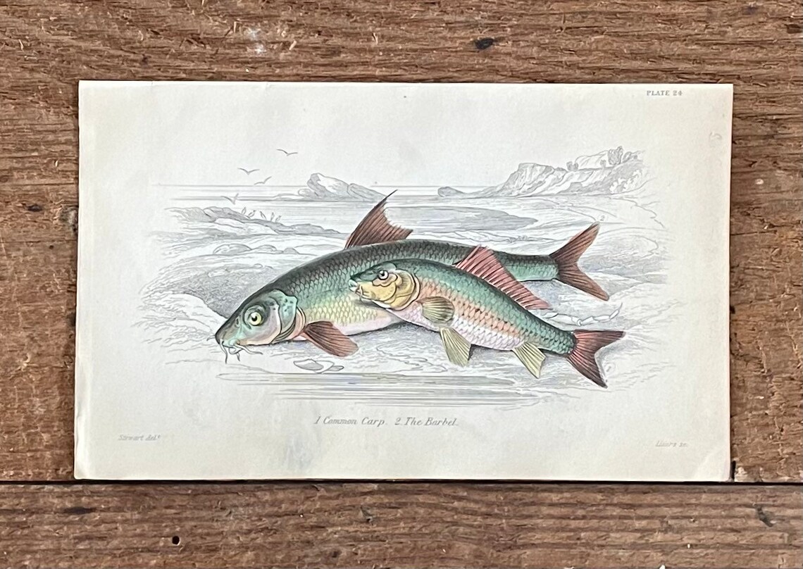 1843 Common Carp & the Barbel Fish Original Antique Hand - Etsy