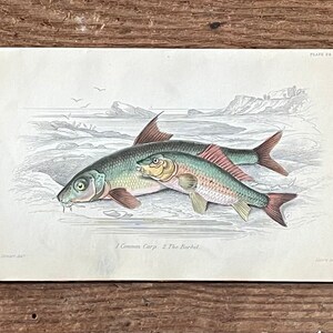 1843 Common Carp & the Barbel Fish Original Antique Hand Colored ...