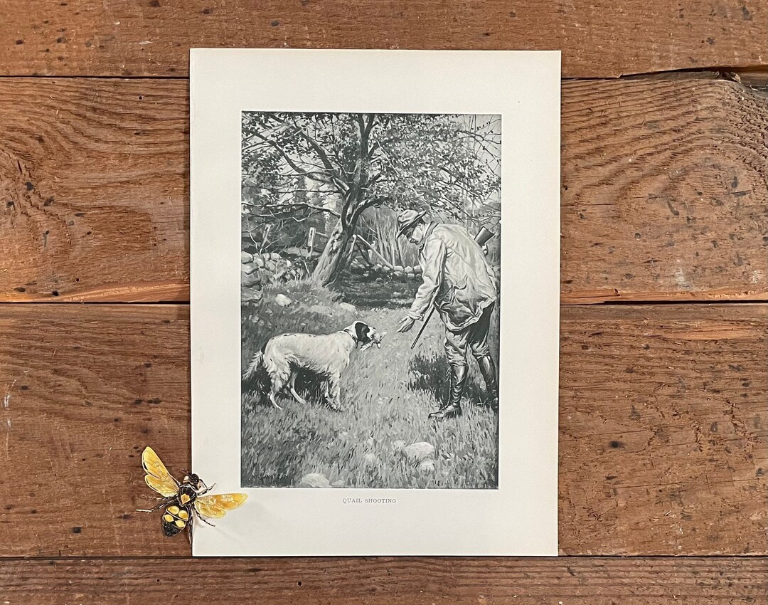 1910 Quail Shooting Print Framable Antique Print Original Lithograph ...