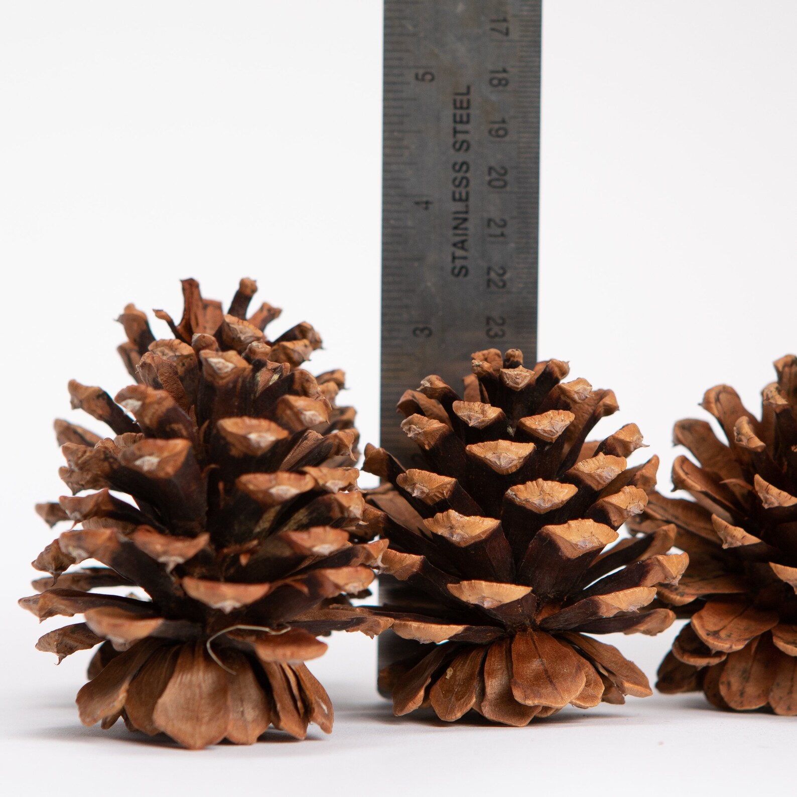 Premium Colorado Pinecones - Ready to Use for Outdoor Wreaths ...